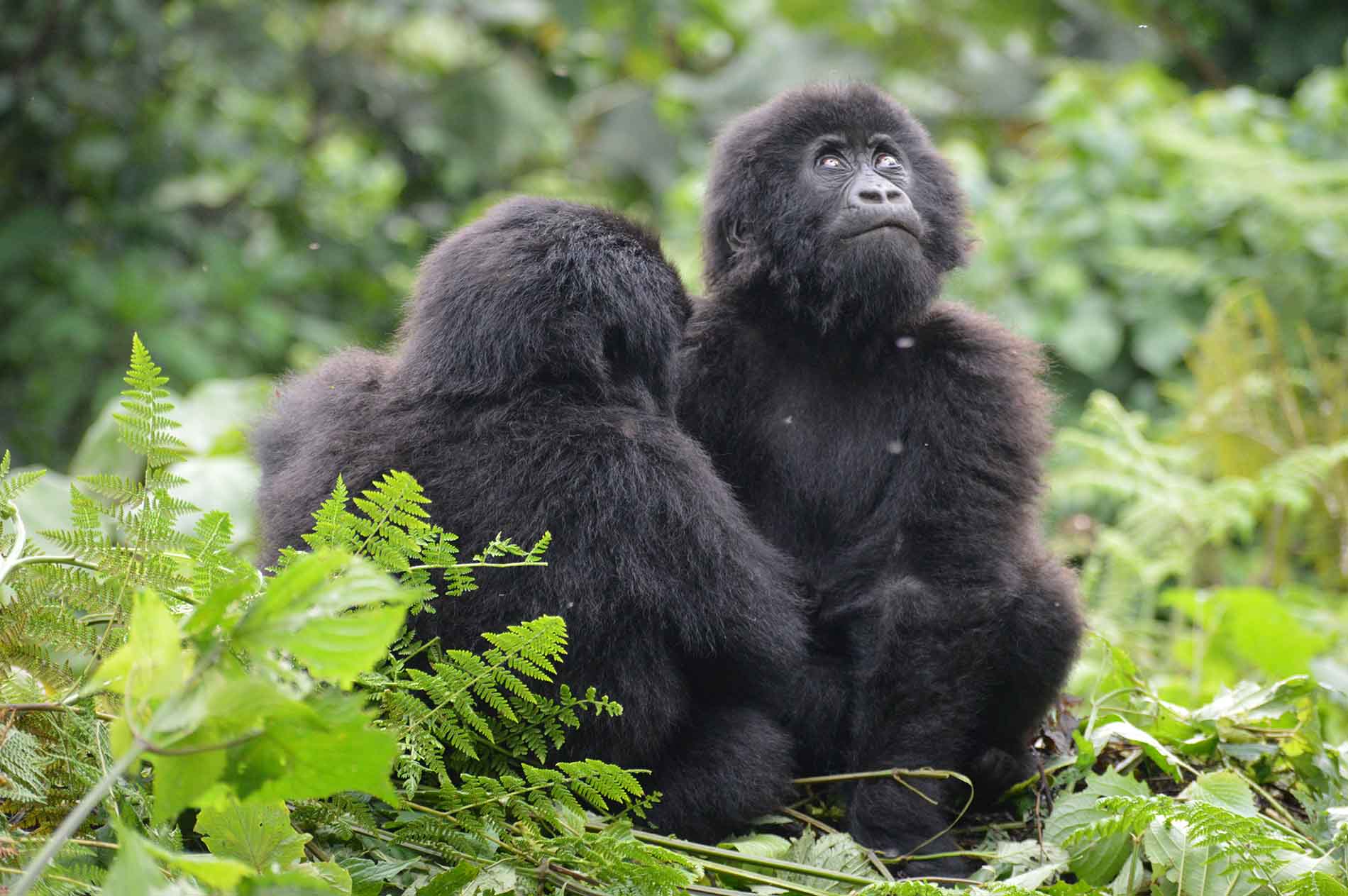 HOW I CAME ACROSS FAUNA & FLORA INTERNATIONAL - Jilayne Rickards ...